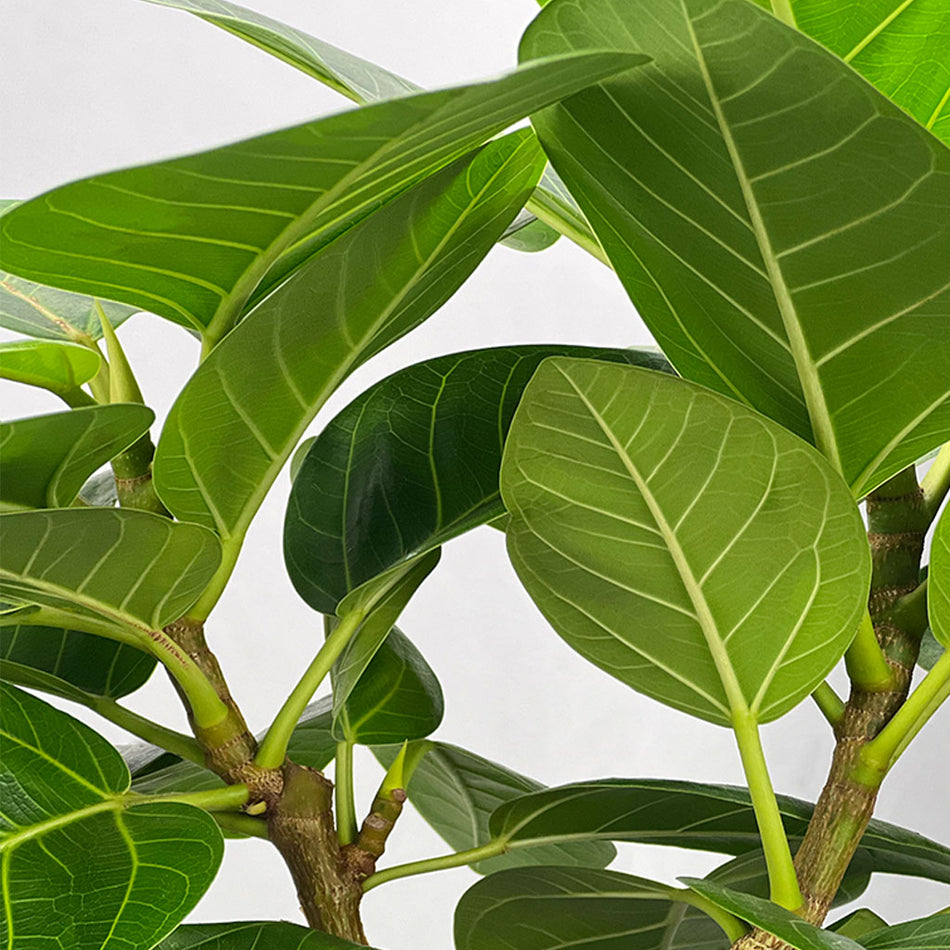 Ficus Altissima – Eksklusiv stueplante med unikke blade | Køb online ...